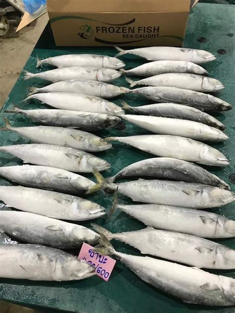 ปลาซาบะ Ennxo