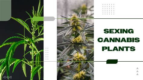 Cannabis Centralcannabis Central