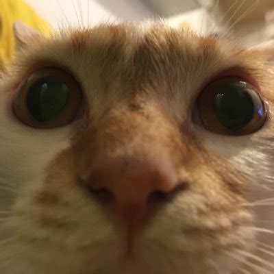 大澳白海豚 riwayhongkong Twitter