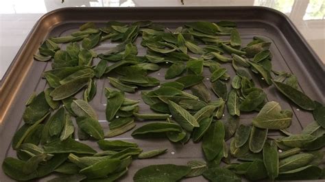 How To Plant Grow And Care For Sage