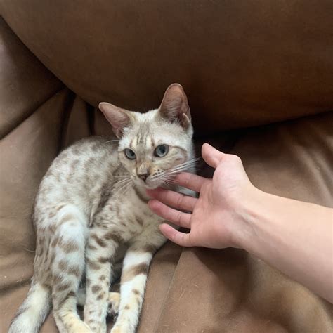 스노우뱅갈 해랑 고양이책임무료분양♥ 강아지파양 고양이파양 유기견무료분양입양 아이조아요양보호소 스노우뱅갈 해랑 고양이책임무료분양♥ 강아지파양 고양이파양 유기견무료분양입양 아이조아요양보호소