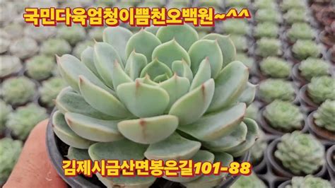 국민다육 이쁜아이들 1500원~~ Youtube