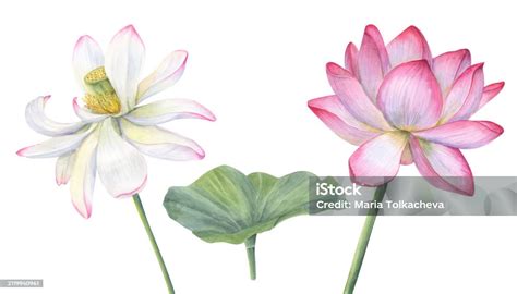 녹색 잎이 있는 흰색 분홍색 연꽃 섬세한 꽃이 피는 수련 흰색 배경에 고립된 수채화 그림입니다 포스터 카드에 대한 손으로 그린 구성 연꽃에 대한 스톡 벡터 아트 및 기타