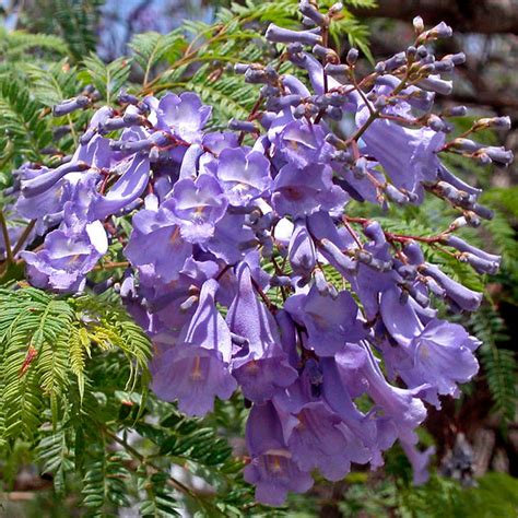 Jacaranda Mimosifolia Flowers