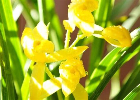 黄兰花一年开几次花 花海建设 长景园林网