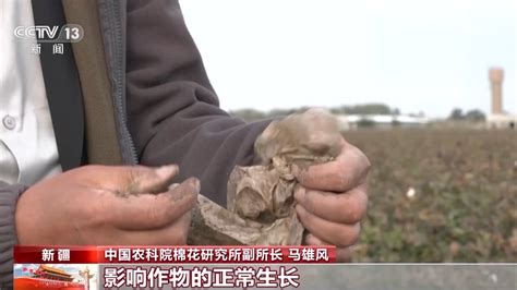 央视新闻客户端：新设备带来新工艺 看新疆棉花如何机械化采收 中国农业科学院棉花研究所
