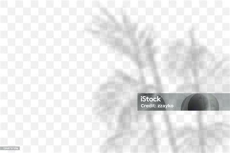 벡터 투명 천연 식물 그림자 라이트 효과 오버레이 메시 그리드 디자인 카드 포스터 스토리 사진 사실일러스트 발표 가을에 대한 스톡 벡터 아트 및 기타 이미지 Istock