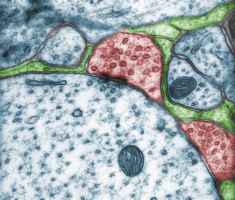 Reciprocal Dendrodendritic Synapses Tem Stock Image C0534781 Science Photo Library