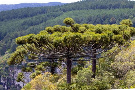 Pallet Full Size Boardic