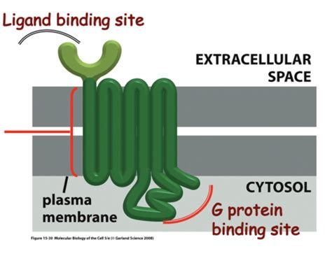 Regulation Of Gpcr Signalling Flashcards Quizlet