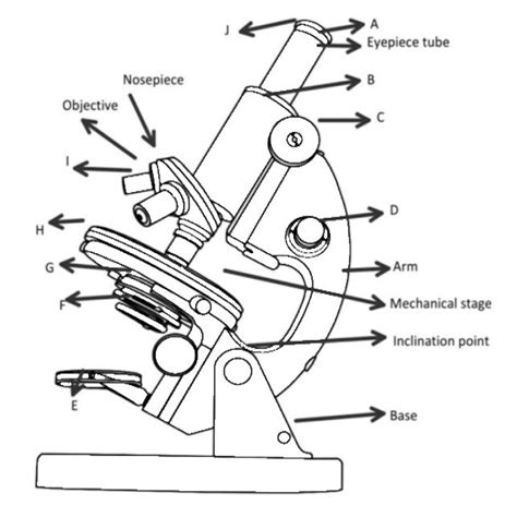 Information A Comprehensive Guide To Microscope Labeled Parts