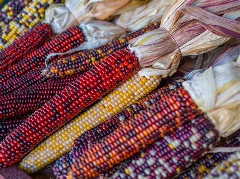 10000 Free Indian Corn And Corn Images Pixabay