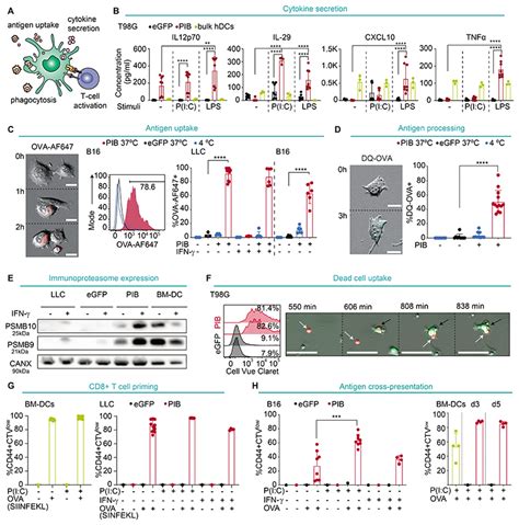 Restoring Tumor Immunogenicity With Dendritic Cell Reprogramming PMC