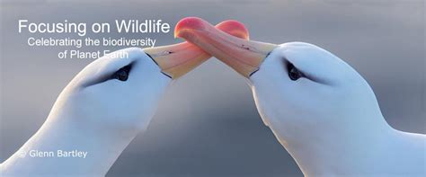 The Burmese Python Problem How 20ft Predators Are Wreaking Havoc On The Everglades Focusing