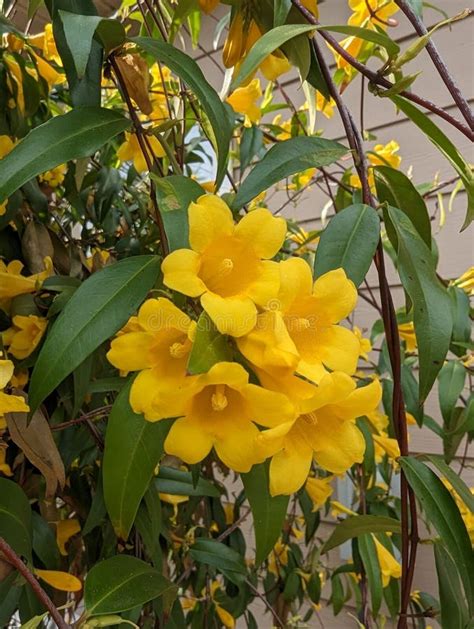 Yellow Jessamine Flowers Gelsemium Sempervirens In The Vine In North