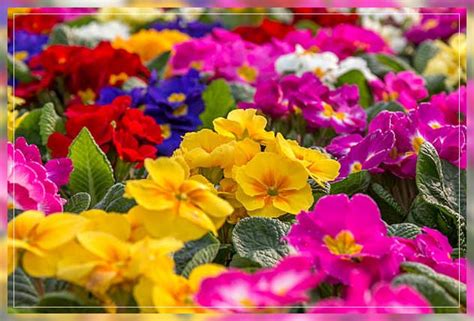 Great Perennial Plants Al Ardh Alkhadra