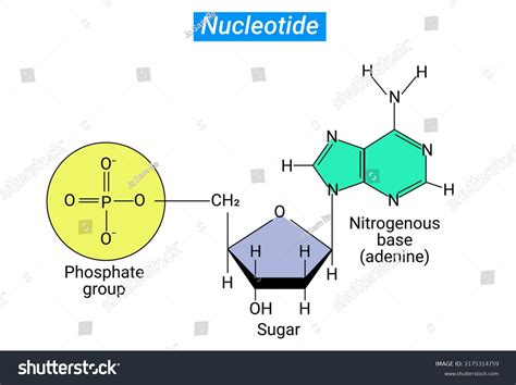 Three Parts Nucleotide Stock Illustration Shutterstock