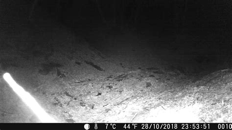 მელია ტყის კატა და შველი 24 30 10 2018 Youtube