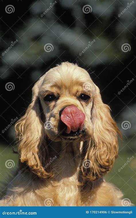 Cocker Americain Foto De Stock Imagem De Lambida Humor 170214906
