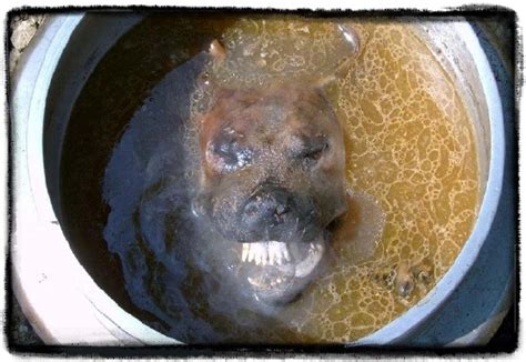 개고기 보신탕의 모든것 1부 개소주 만드는법 네이버 블로그