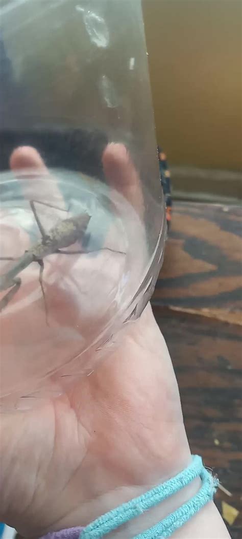 Praying Mantis Album On Imgur