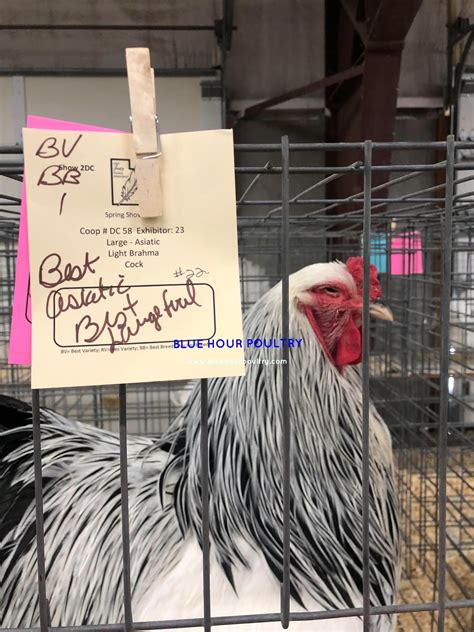 Blue Light Brahma Cock Garth Champion Asiatic Champion Large Fowl