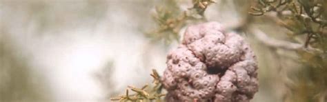 Common Tree Diseases To Look Out For