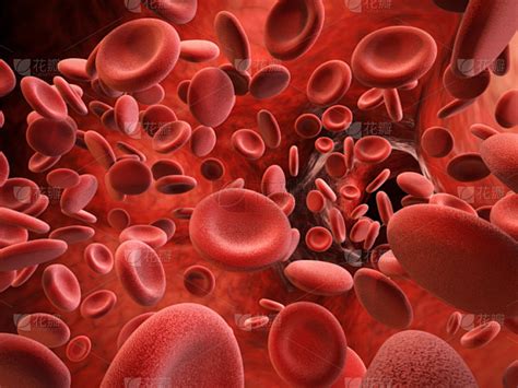 红细胞 显微镜 水平画幅 血细胞 微生物学 科学 生物学 特写 活力