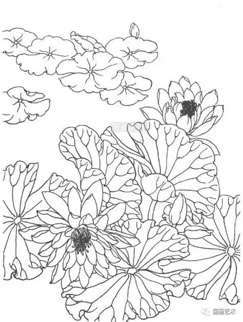 睡莲简笔画图片 午时花简笔画 半枝莲简笔画 大山谷图库