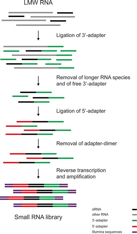 qsrna seq library preparation scheme a general scheme for preparation