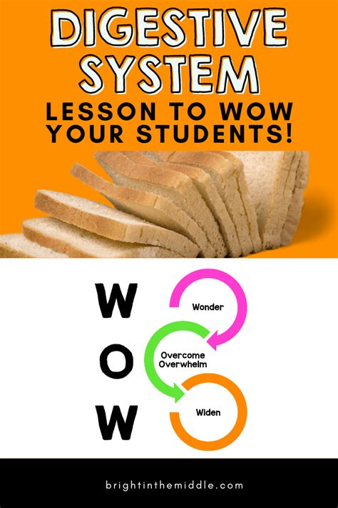 7 Digestive System Lesson Ideas To Bring The WOW Factor Bright In The Middle
