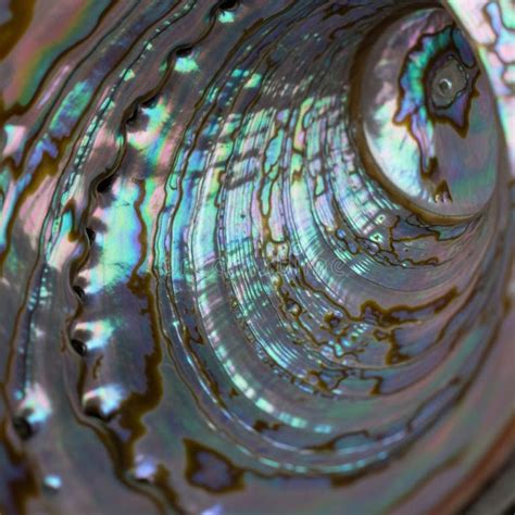Close Up Of An Iridescent Abalone Shell Interior Displaying A Spiral