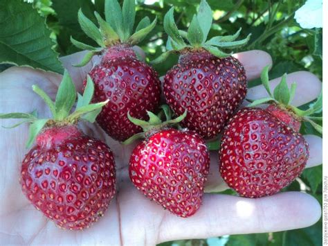 Клубника пурпурное чудо - 50 фото