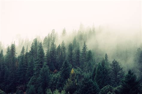 unsupervised random forest example dan oehm gradient descending
