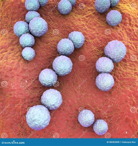 Streptococcus Mutans Bacteria Stock Illustration 78018781