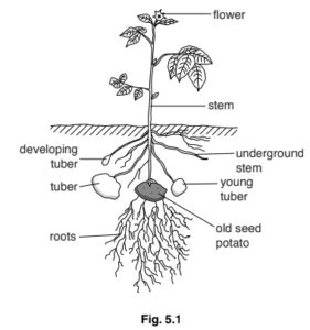 IGCSE Biology Asexual Reproduction IGCSE Style Questions Paper