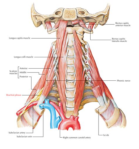 Brachial Plexus Anatomy Model