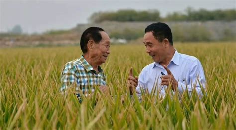 杂交水稻亩产再刷纪录 袁隆平团队怎么做到的？袁隆平农作物农科院新浪新闻