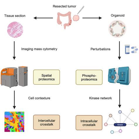 Functional And Spatial Proteomics Profiling Reveals Intra And