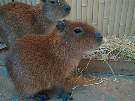 カピバラ 公式池田動物園