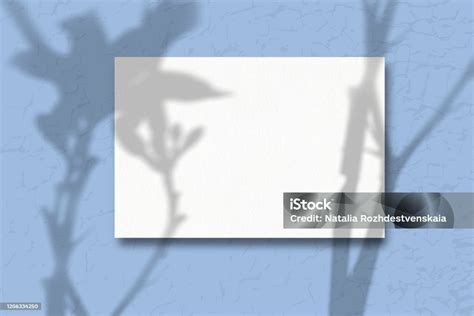 파란색 배경에 있는 흰색 종이입니다 식물 그림자의 오버레이와 모형 자연광이 들판 식물과 꽃의 그림자를 위에서 투사합니다 0명에 대한 스톡 벡터 아트 및 기타 이미지 Istock