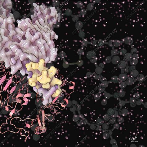 Insulin Receptor Molecule Illustration Stock Image C0578356 Science Photo Library