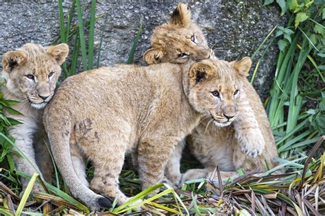 The Three Cubs Together The Three Lion Cubs Together Among Flickr