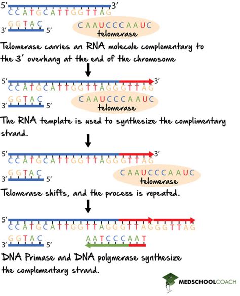 Telomeres And The Dna End Replication Problem Mcat Biology Medschoolcoach