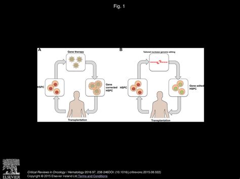 Pluripotent Stem Cell Based Gene Therapy For Hematological Diseases Ppt Download