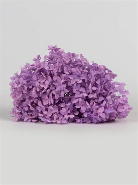 Гортензія стабілізована • Dfb Elements