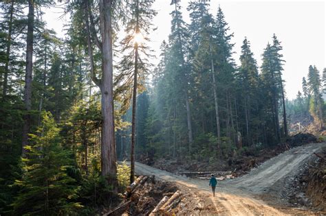 The Canadian Press Poor Data Hinders Bc Old Growth Logging Deferrals