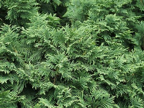 Northern White Cedar Tree
