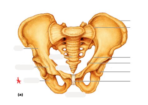 Pelvis Diagram Diagram Quizlet