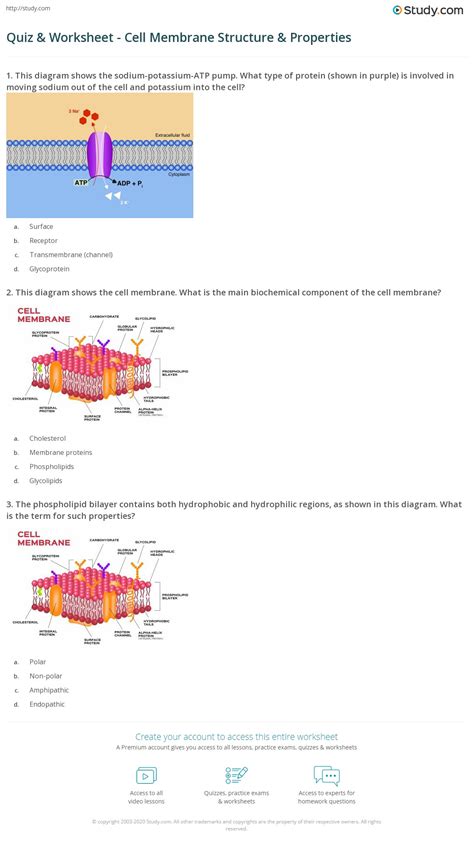 Quiz And Worksheet Cell Membrane Structure And Properties